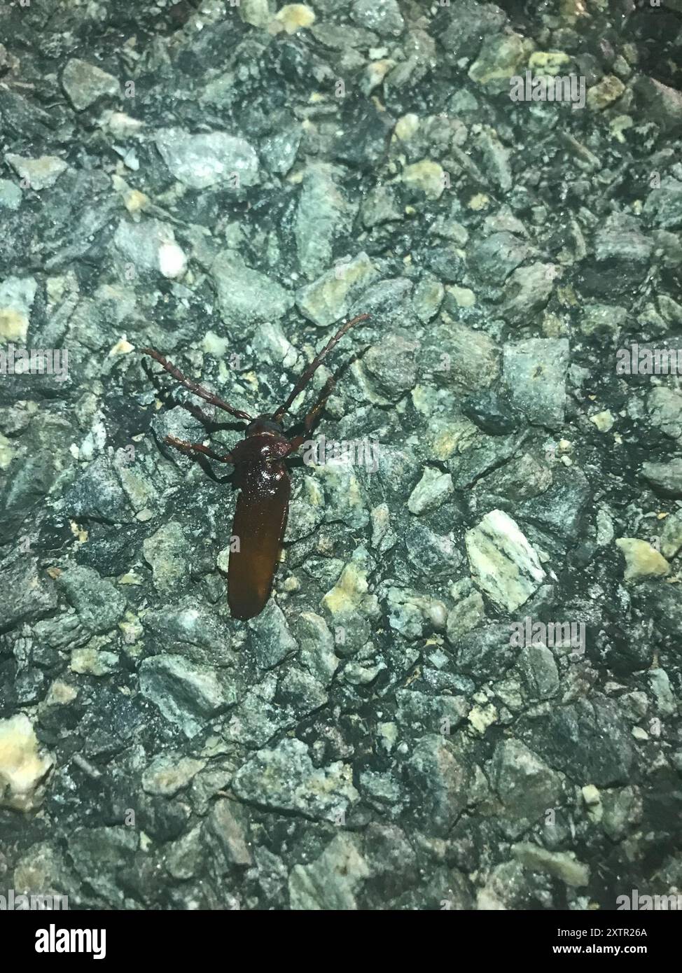 Tooth-necked Longhorn Beetle (Prionus pocularis) Insecta Stock Photo ...