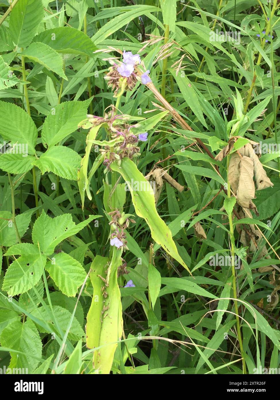 Zigzag Spiderwort (Tradescantia subaspera) Plantae Stock Photo - Alamy