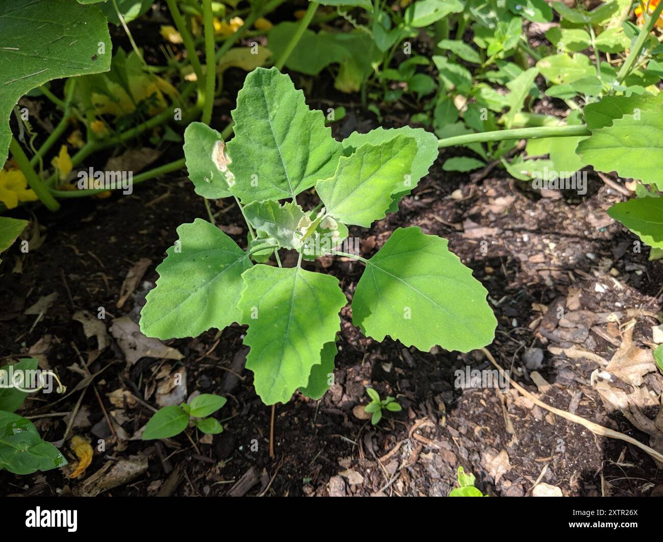 Common Lambsquarters (Chenopodium album) Plantae Stock Photo - Alamy