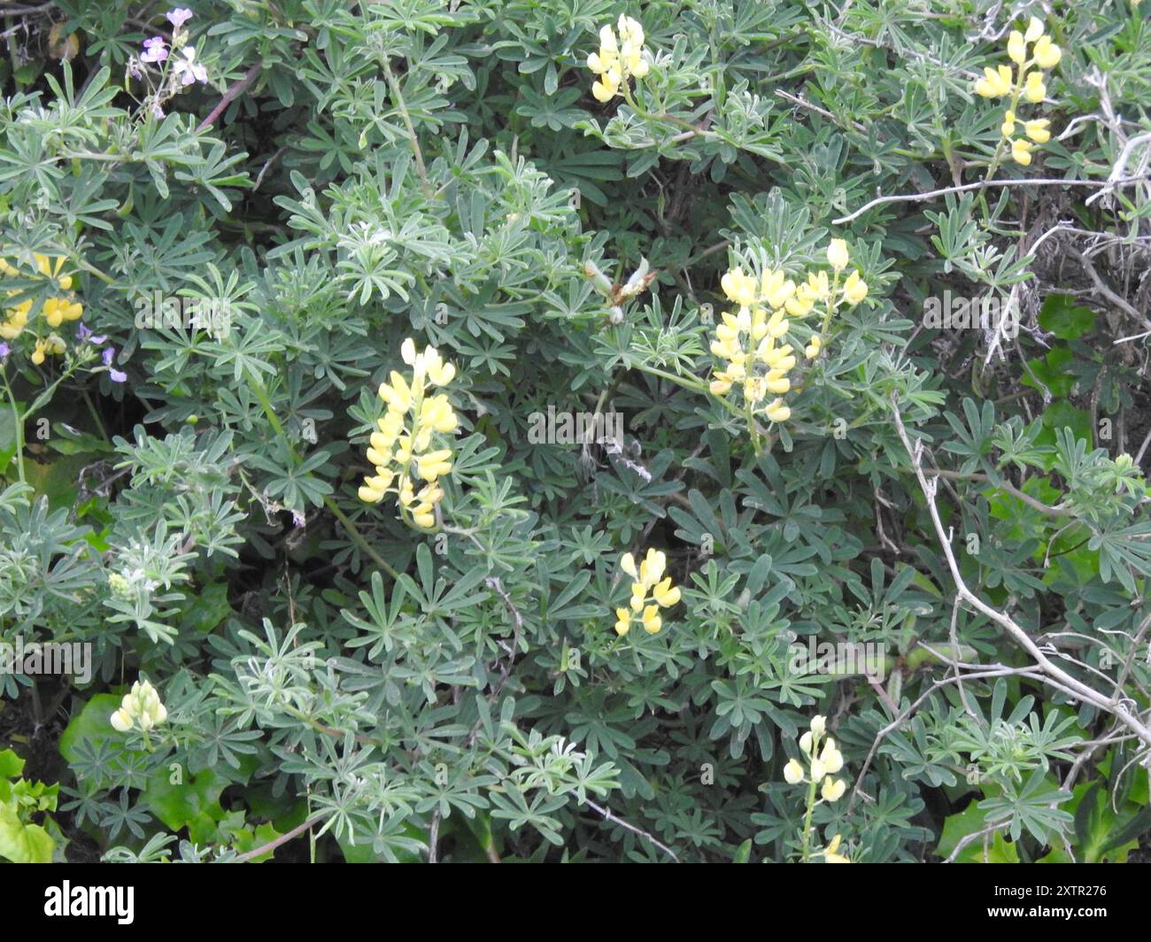 coastal bush lupine (Lupinus arboreus) Plantae Stock Photo - Alamy