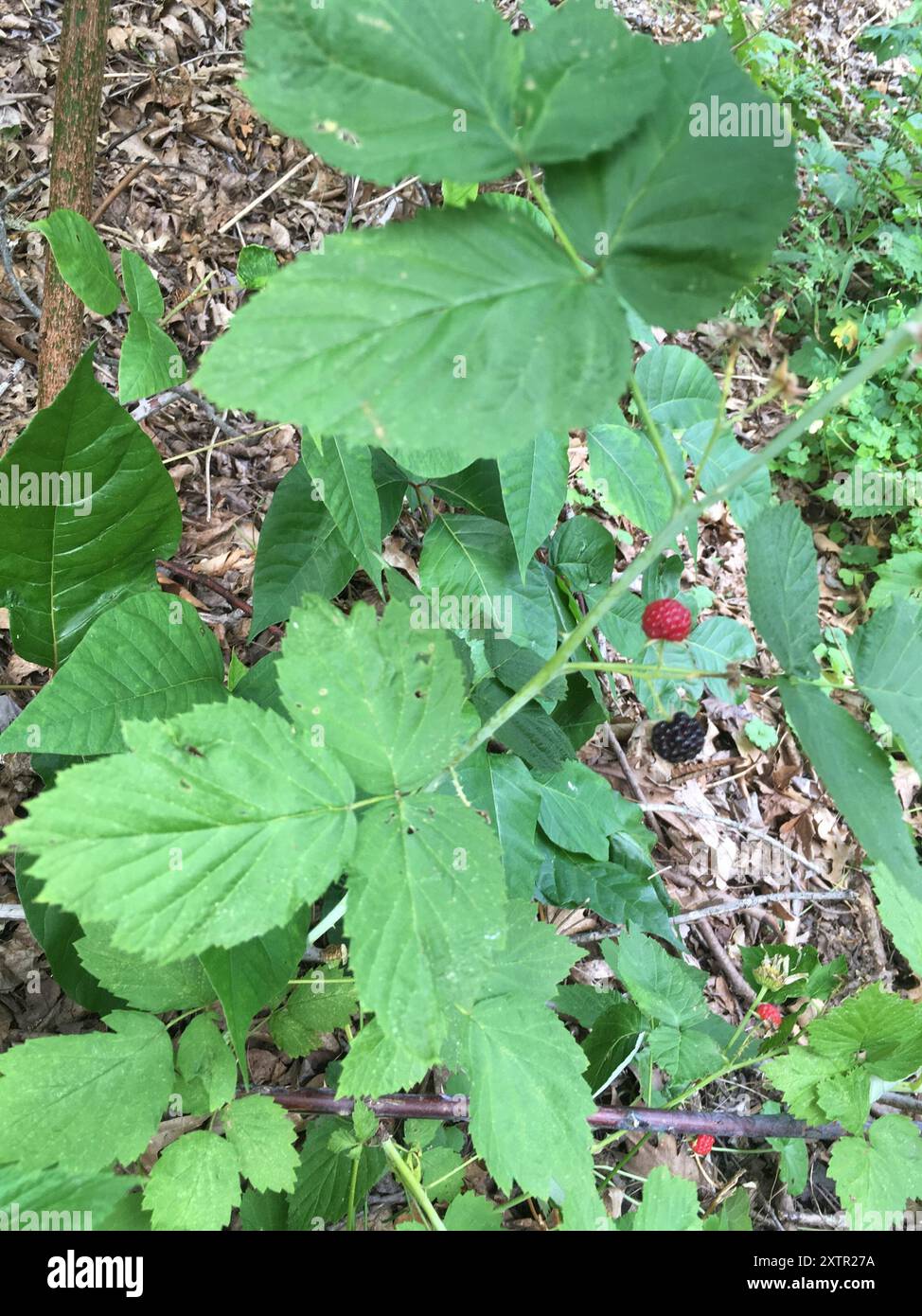 black raspberry (Rubus occidentalis) Plantae Stock Photo - Alamy