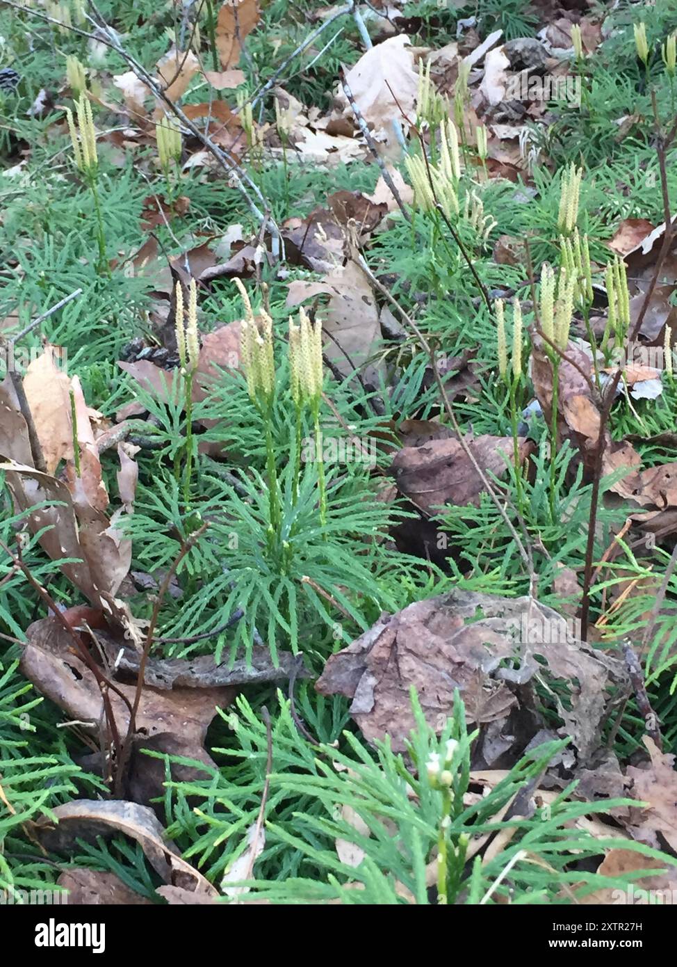 fan clubmoss (Diphasiastrum digitatum) Plantae Stock Photo - Alamy