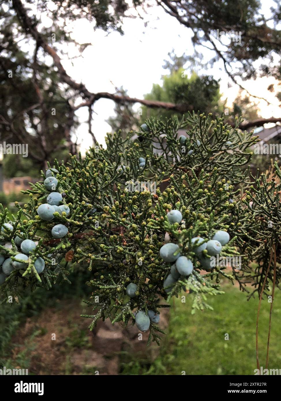 western juniper (Juniperus occidentalis) Plantae Stock Photo - Alamy