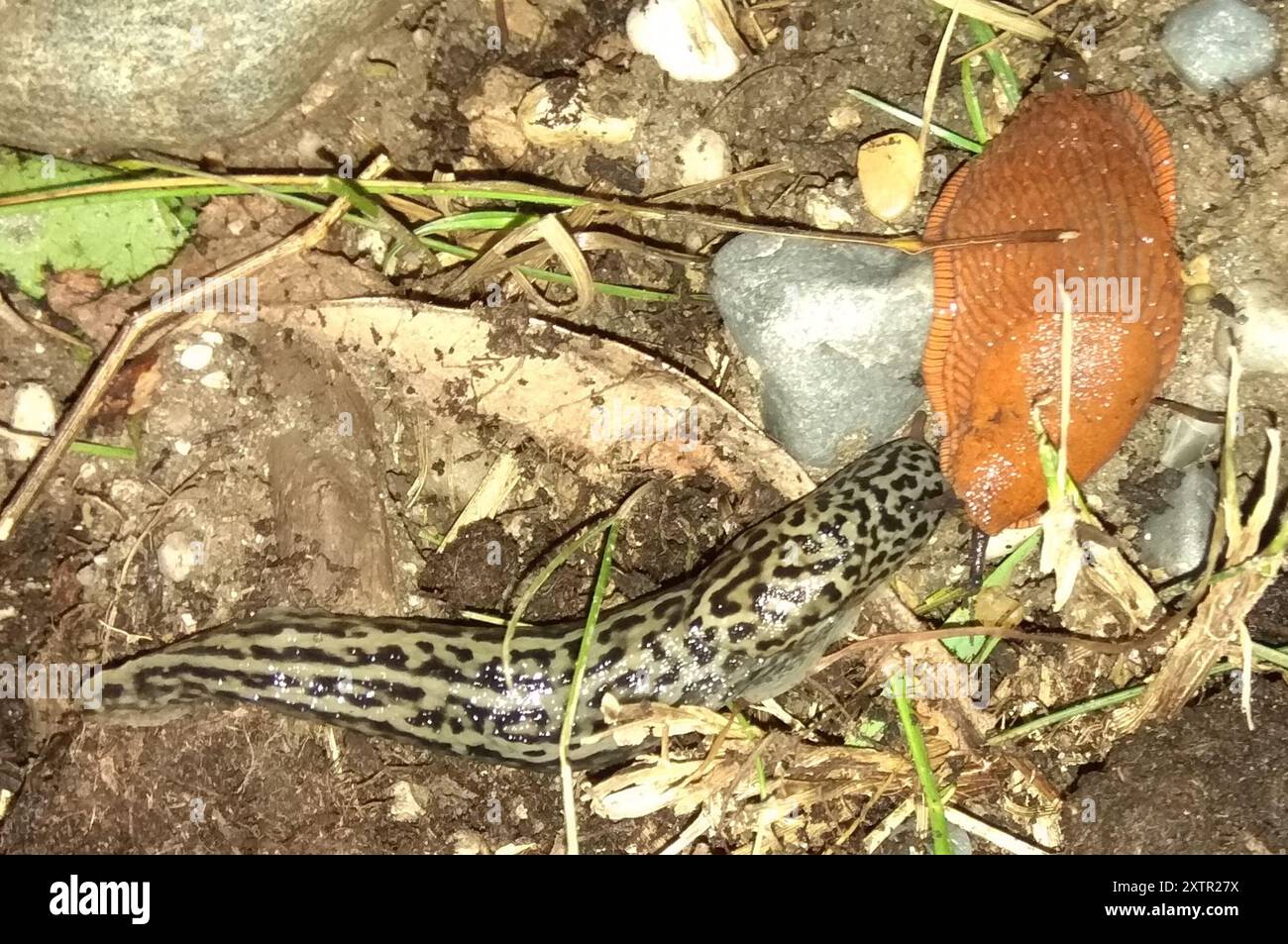 Leopard Slug (Limax maximus) Mollusca Stock Photo - Alamy