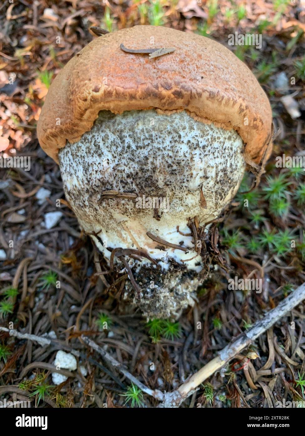 aspen bolete (Leccinum insigne) Fungi Stock Photo - Alamy