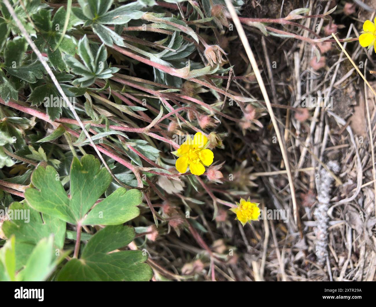 slender cinquefoil (Potentilla gracilis) Plantae Stock Photo - Alamy