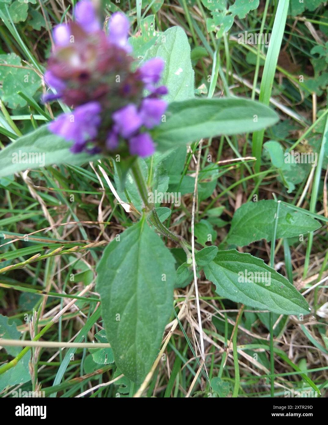 common selfheal (Prunella vulgaris) Plantae Stock Photo - Alamy