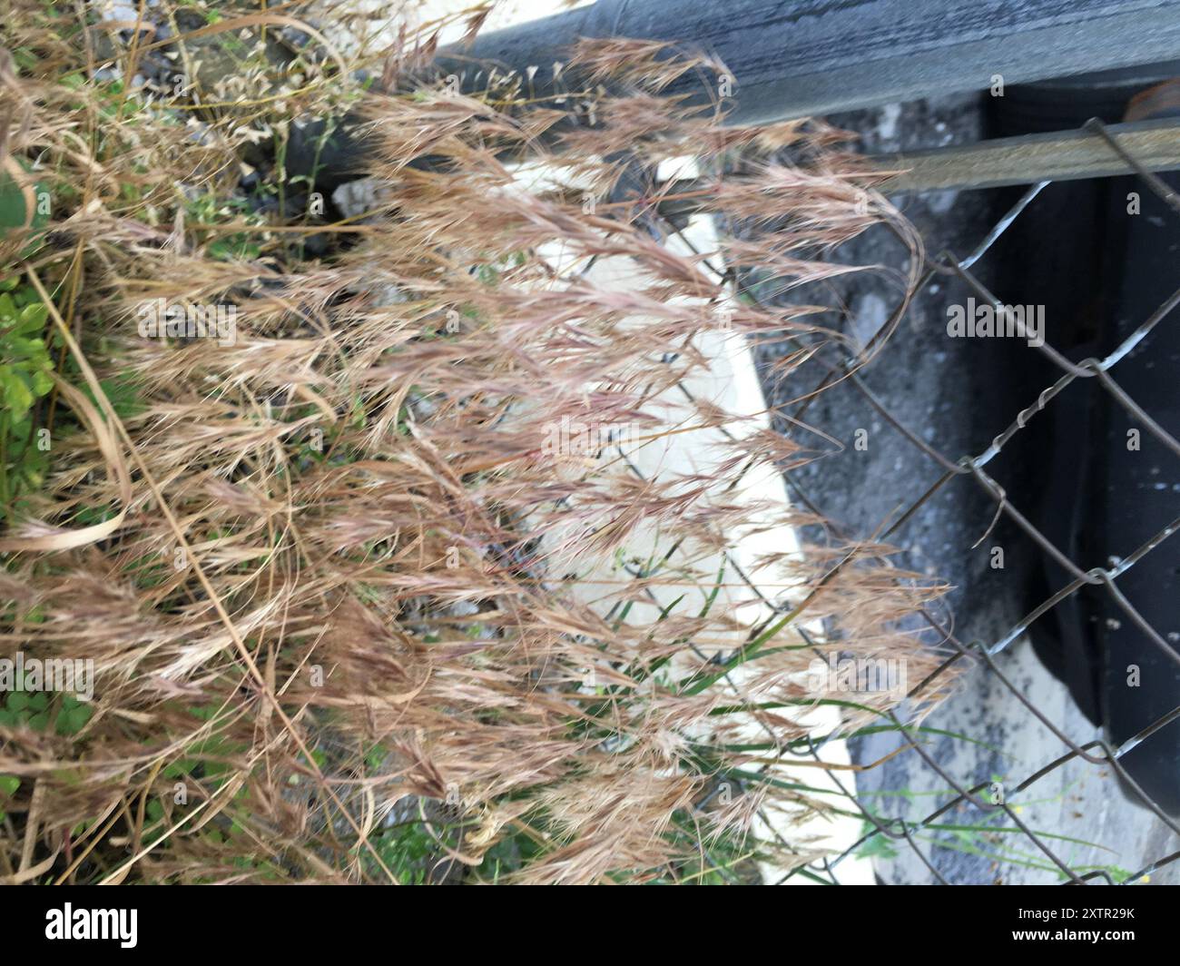 Cheatgrass (Bromus tectorum) Plantae Stock Photo - Alamy