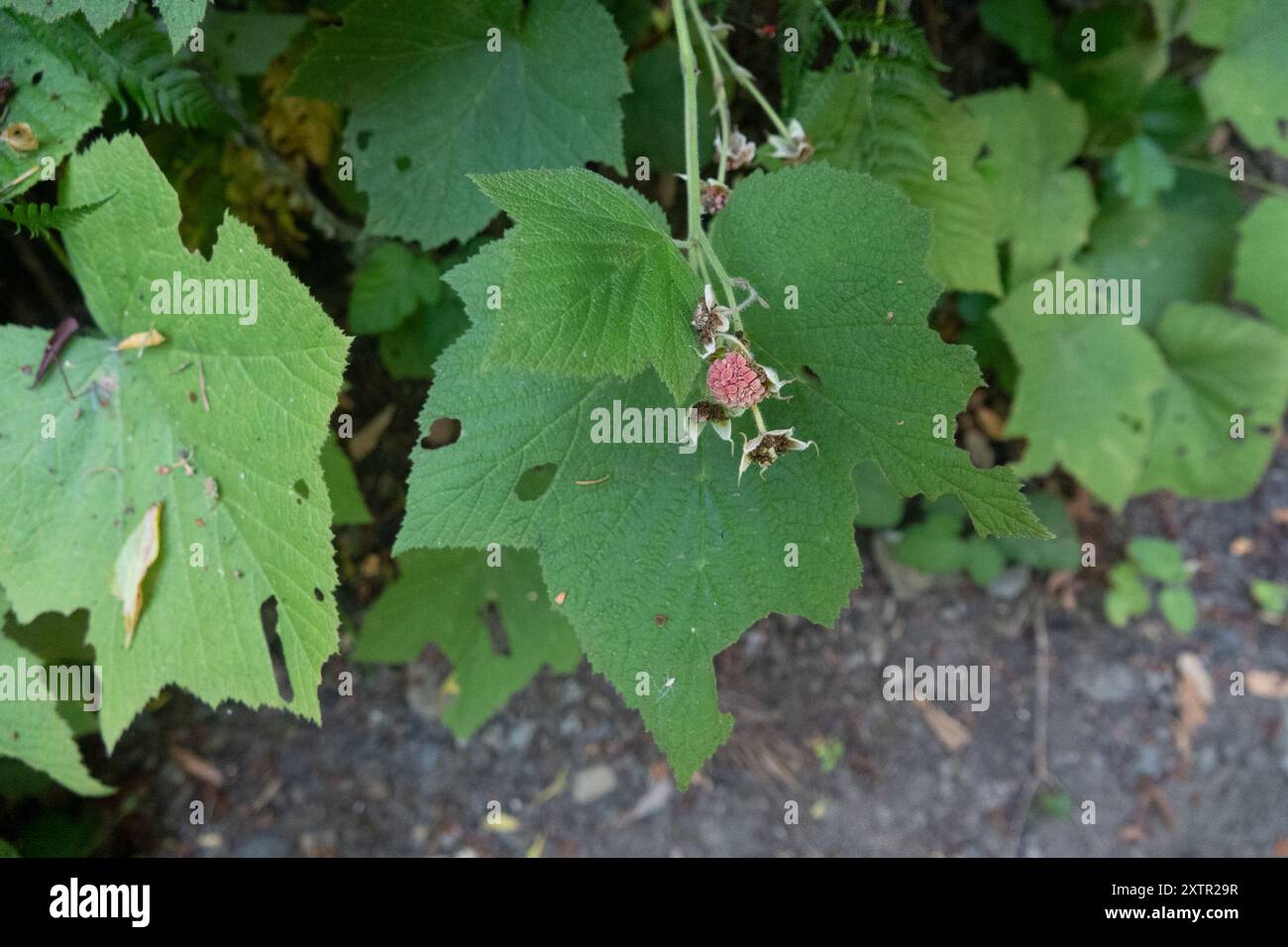 thimbleberry (Rubus parviflorus) Plantae Stock Photo - Alamy