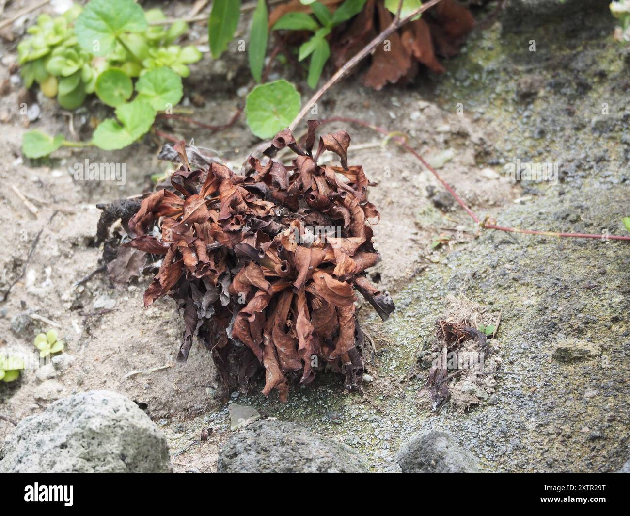 (Limonium sinense) Plantae Stock Photo - Alamy