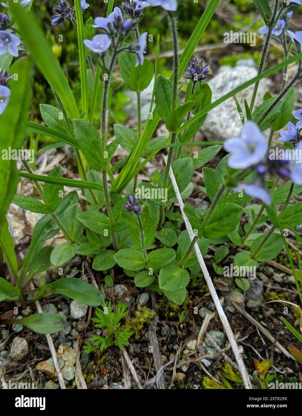 American alpine speedwell (Veronica wormskjoldii) Plantae Stock Photo ...