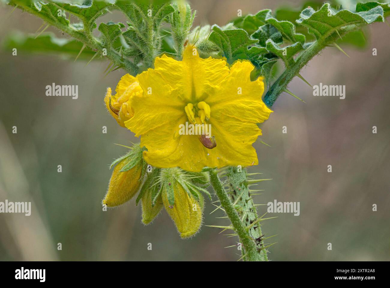 buffalo-bur (Solanum rostratum) Plantae Stock Photo - Alamy