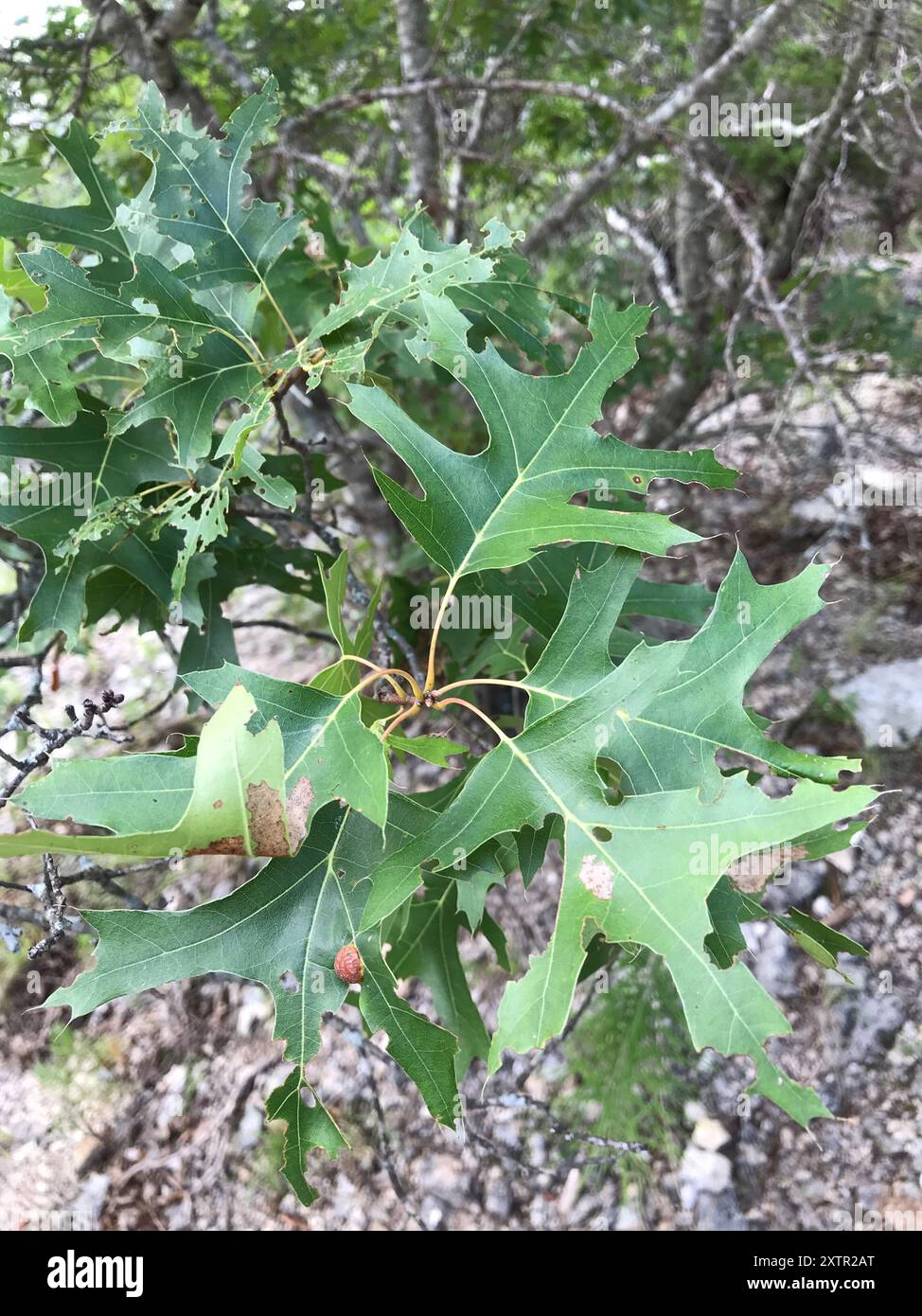 Buckley's oak (Quercus buckleyi) Plantae Stock Photo - Alamy