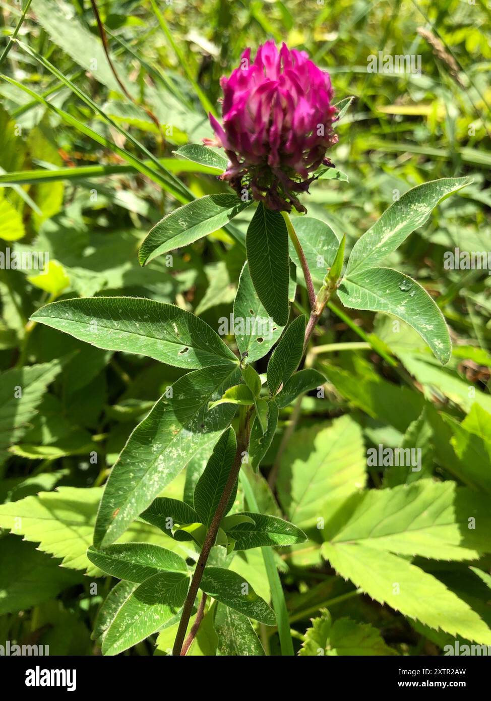 Zigzag Clover (Trifolium medium) Plantae Stock Photo - Alamy
