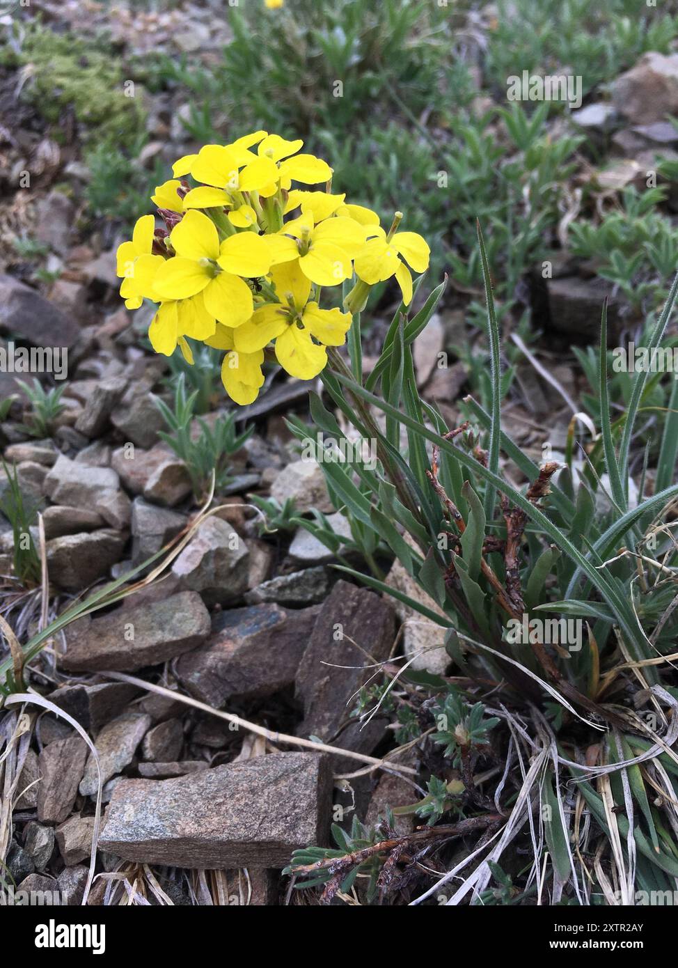Western Wallflower (Erysimum capitatum) Plantae Stock Photo - Alamy