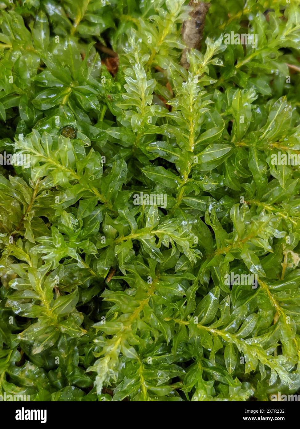 Badge Moss (Plagiomnium insigne) Plantae Stock Photo - Alamy