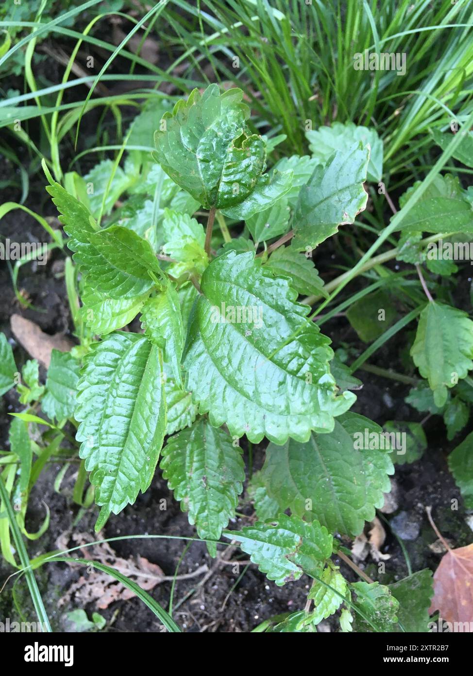 Canada clearweed (Pilea pumila) Plantae Stock Photo - Alamy