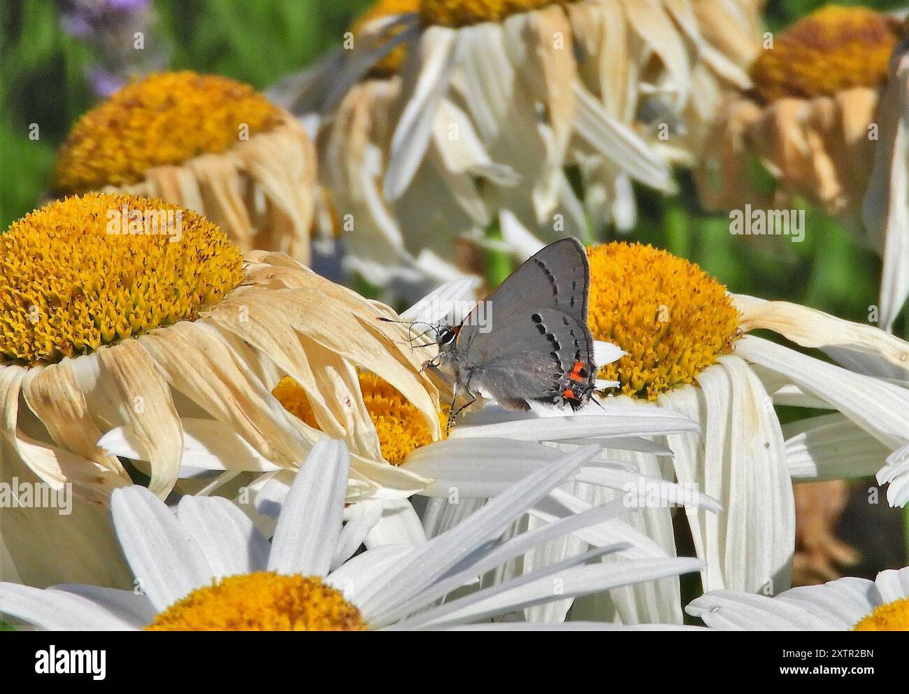 Gray Hairstreak (Strymon melinus) Insecta Stock Photo - Alamy