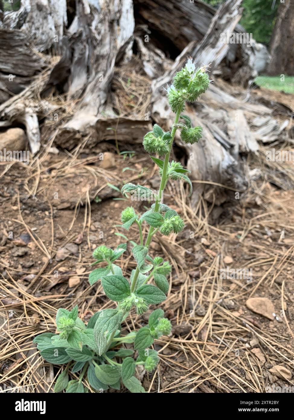 Scorpionweeds (Phacelia) Plantae Stock Photo - Alamy