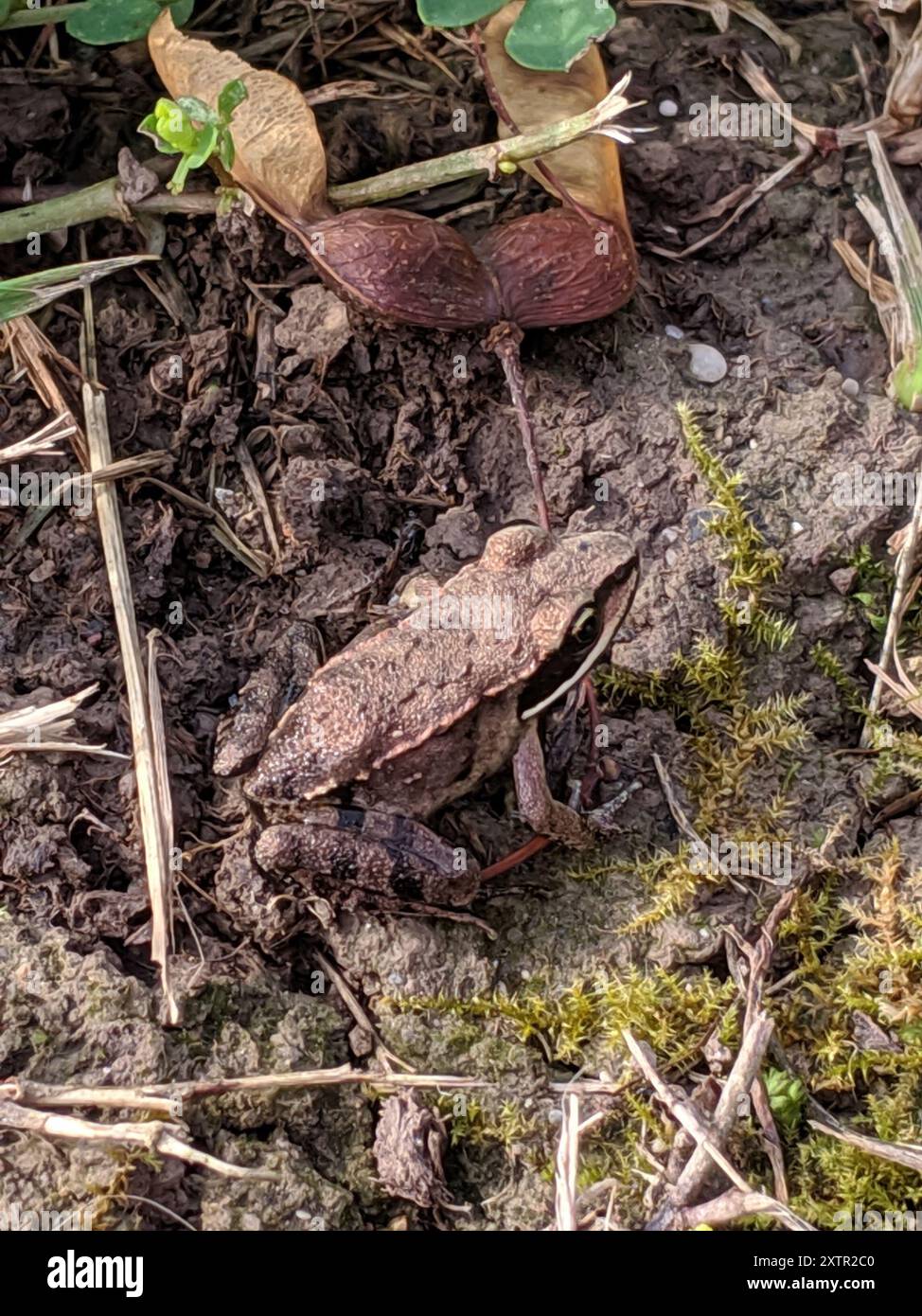 Wood Frog (Lithobates sylvaticus) Amphibia Stock Photo - Alamy