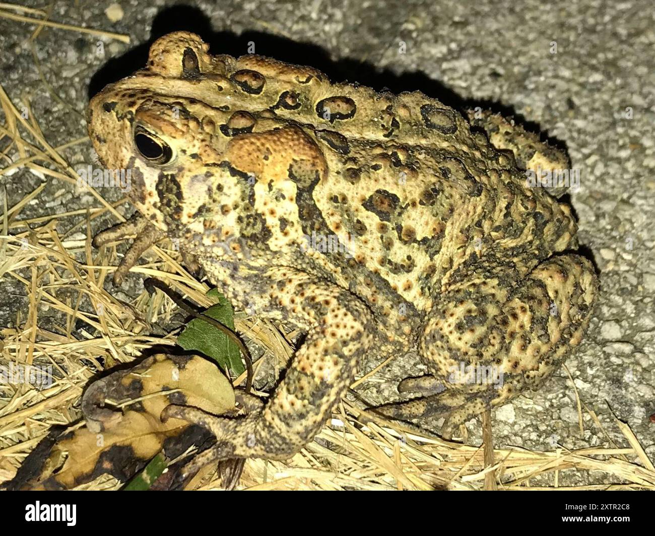 Eastern American Toad (Anaxyrus americanus americanus) Amphibia Stock ...