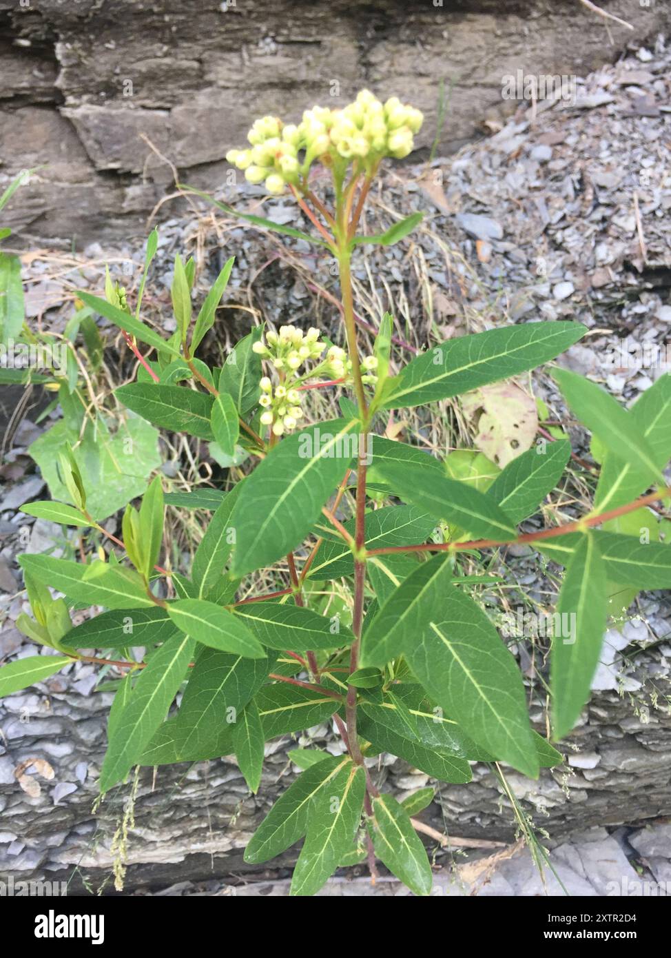 hemp dogbane (Apocynum cannabinum) Plantae Stock Photo - Alamy