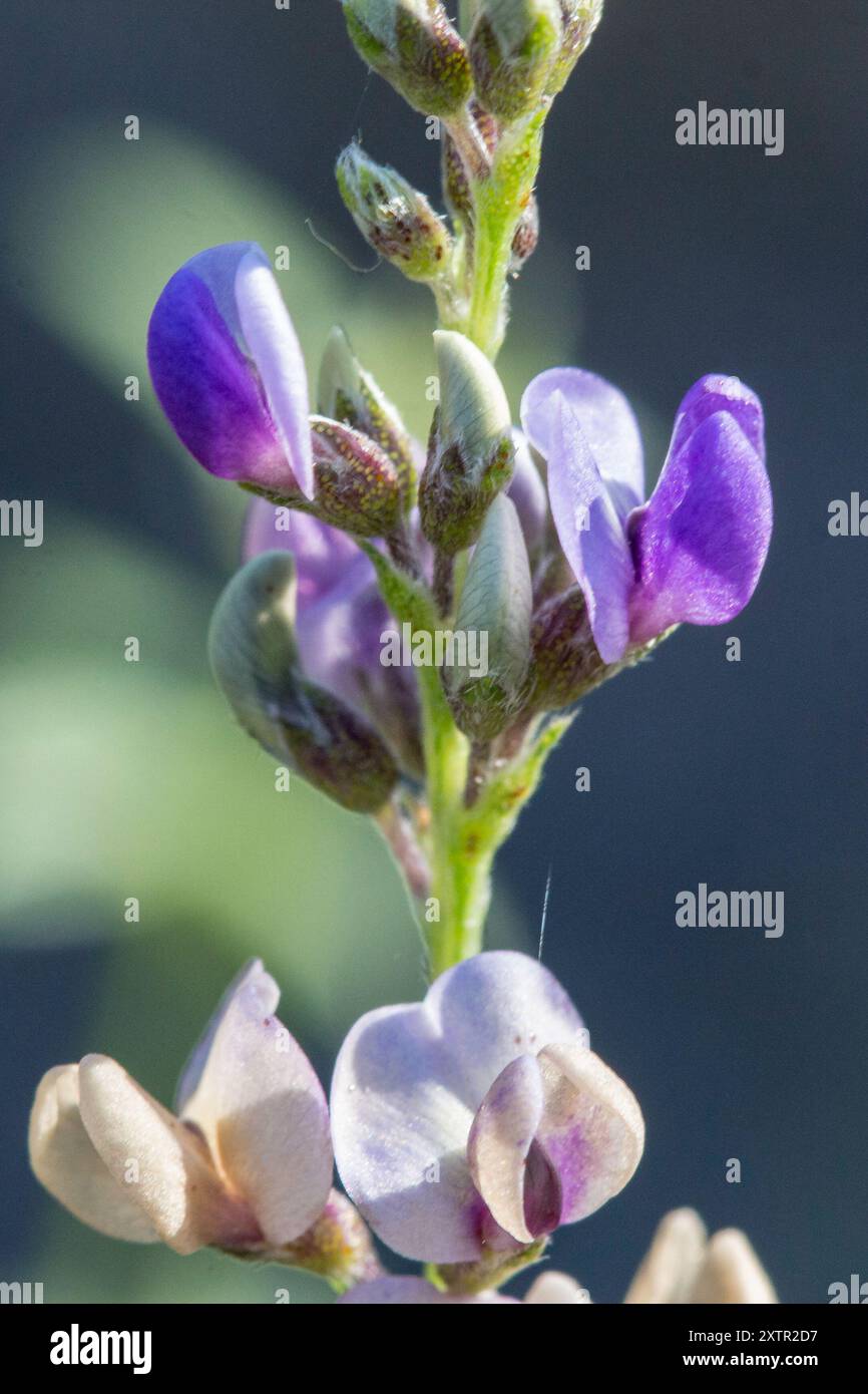 Slimflower Scurfpea (Pediomelum tenuiflorum) Plantae Stock Photo - Alamy