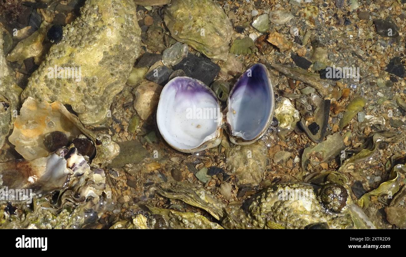 Japanese Littleneck (Ruditapes philippinarum) Mollusca Stock Photo - Alamy