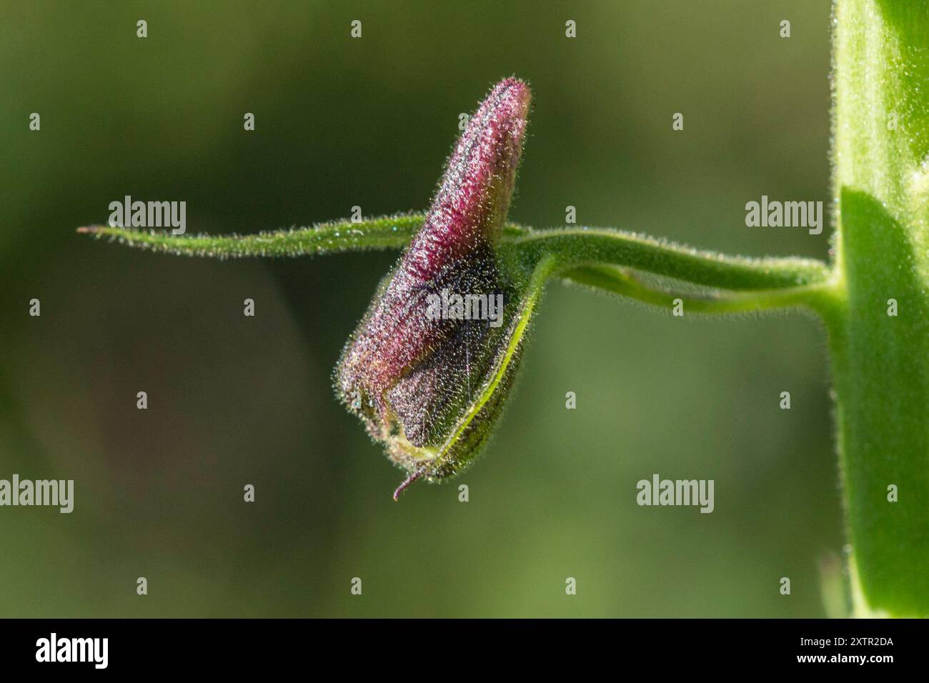 Sapello Canyon larkspur (Delphinium sapellonis) Plantae Stock Photo - Alamy