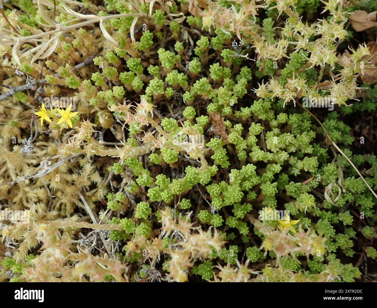 Biting Stonecrop (Sedum acre) Plantae Stock Photo - Alamy