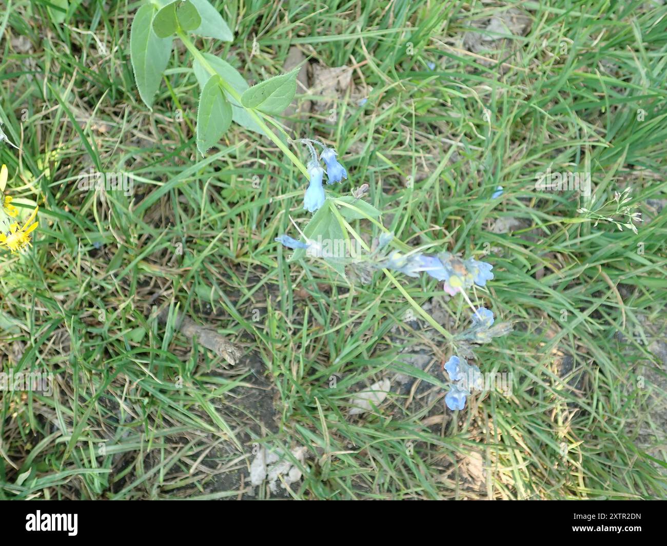 Tall Bluebell (Mertensia paniculata) Plantae Stock Photo - Alamy