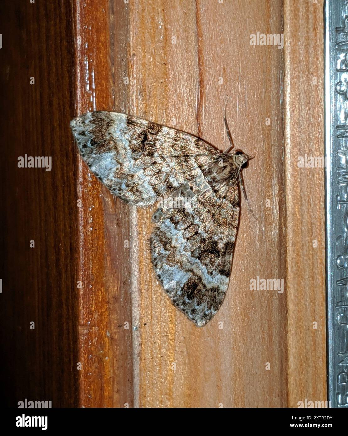Grand Rivulet Moth (Martania grandis) Insecta Stock Photo - Alamy