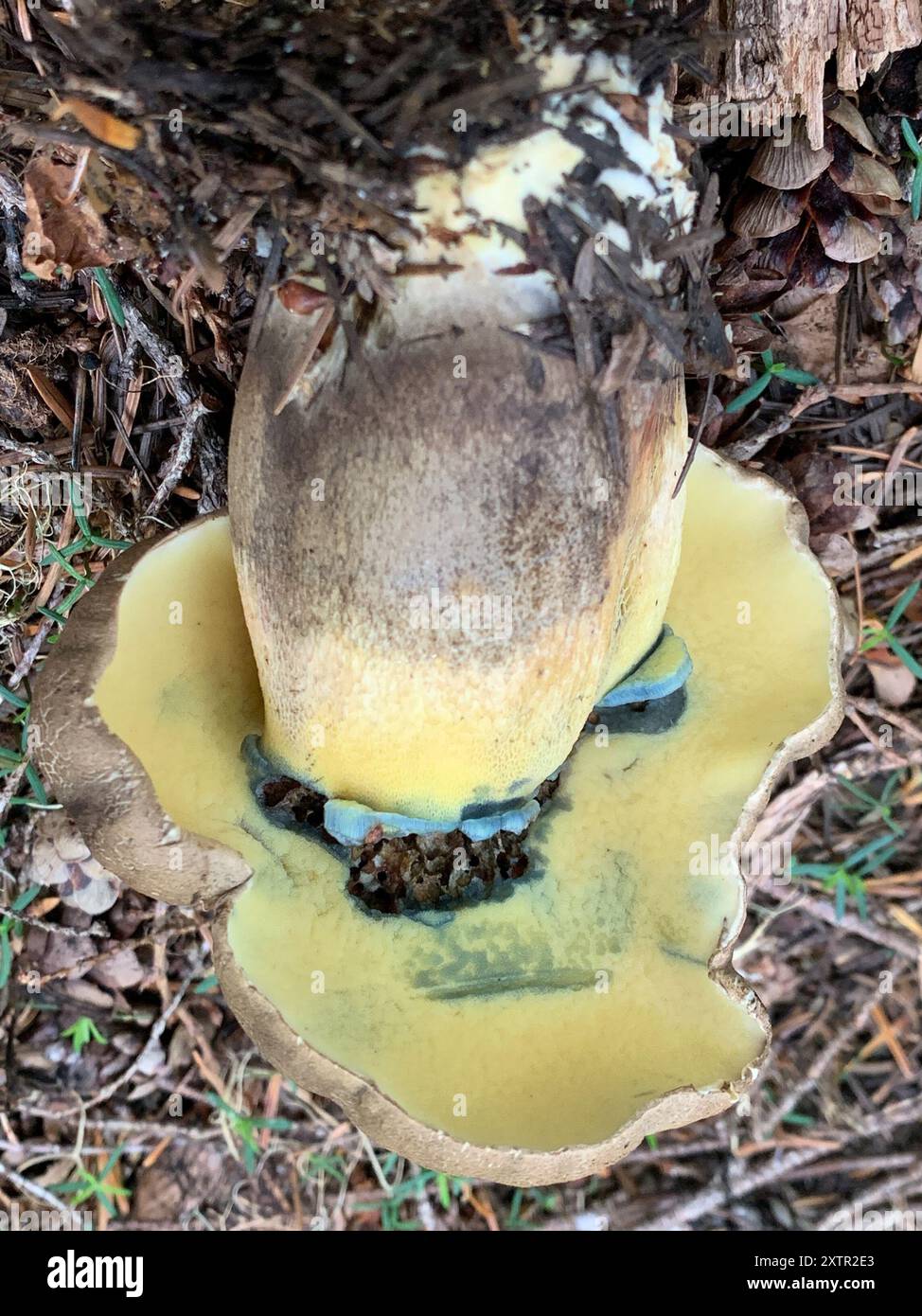 Dark Bitter Bolete (Caloboletus conifericola) Fungi Stock Photo - Alamy