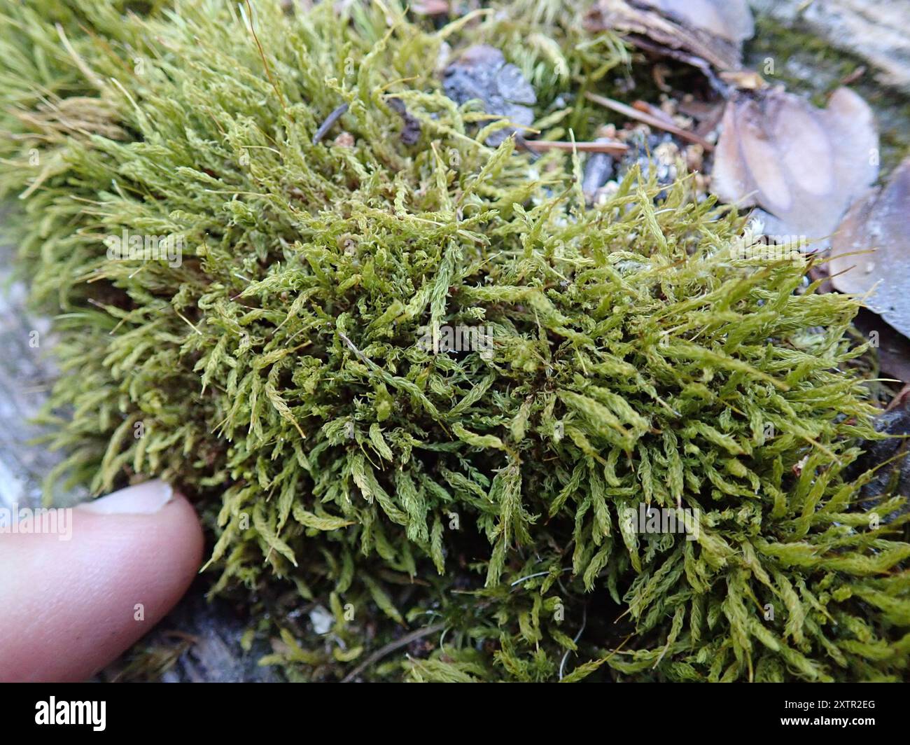 ribbed bog moss (Aulacomnium palustre) Plantae Stock Photo - Alamy