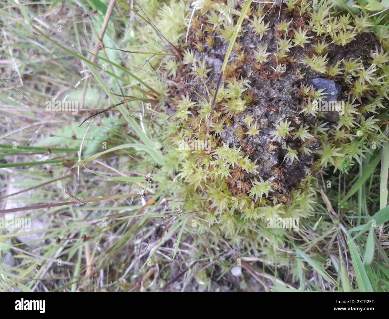 Smoothcap Mosses (Atrichum) Plantae Stock Photo - Alamy