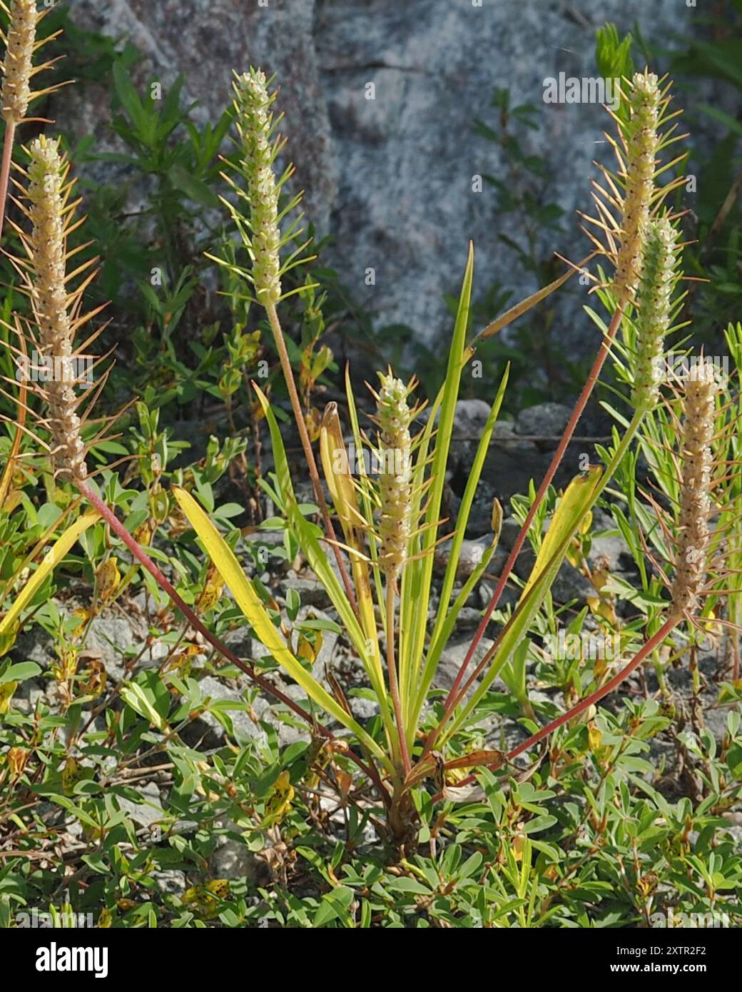 bracted plantain (Plantago aristata) Plantae Stock Photo - Alamy