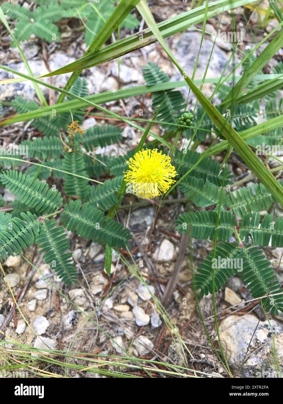 Yellow Puff (Neptunia lutea) Plantae Stock Photo - Alamy