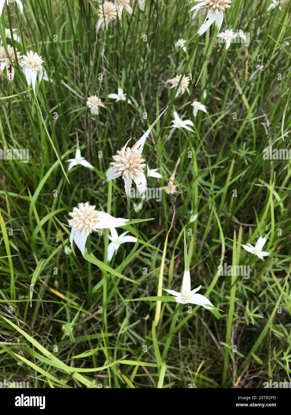 whitetop sedge (Rhynchospora colorata) Plantae Stock Photo - Alamy