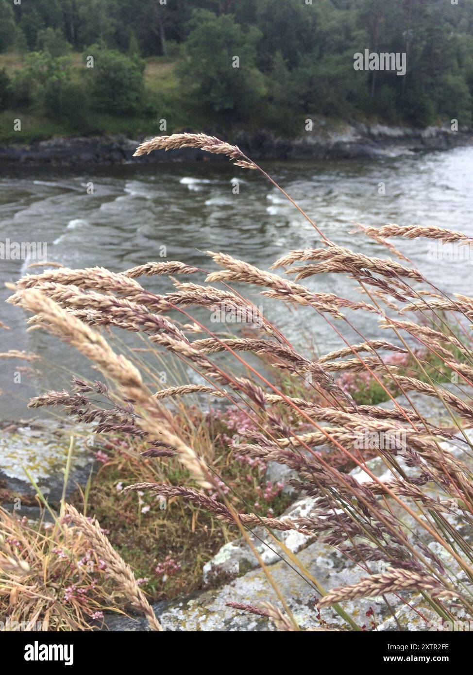 grasses (Poaceae) Plantae Stock Photo - Alamy