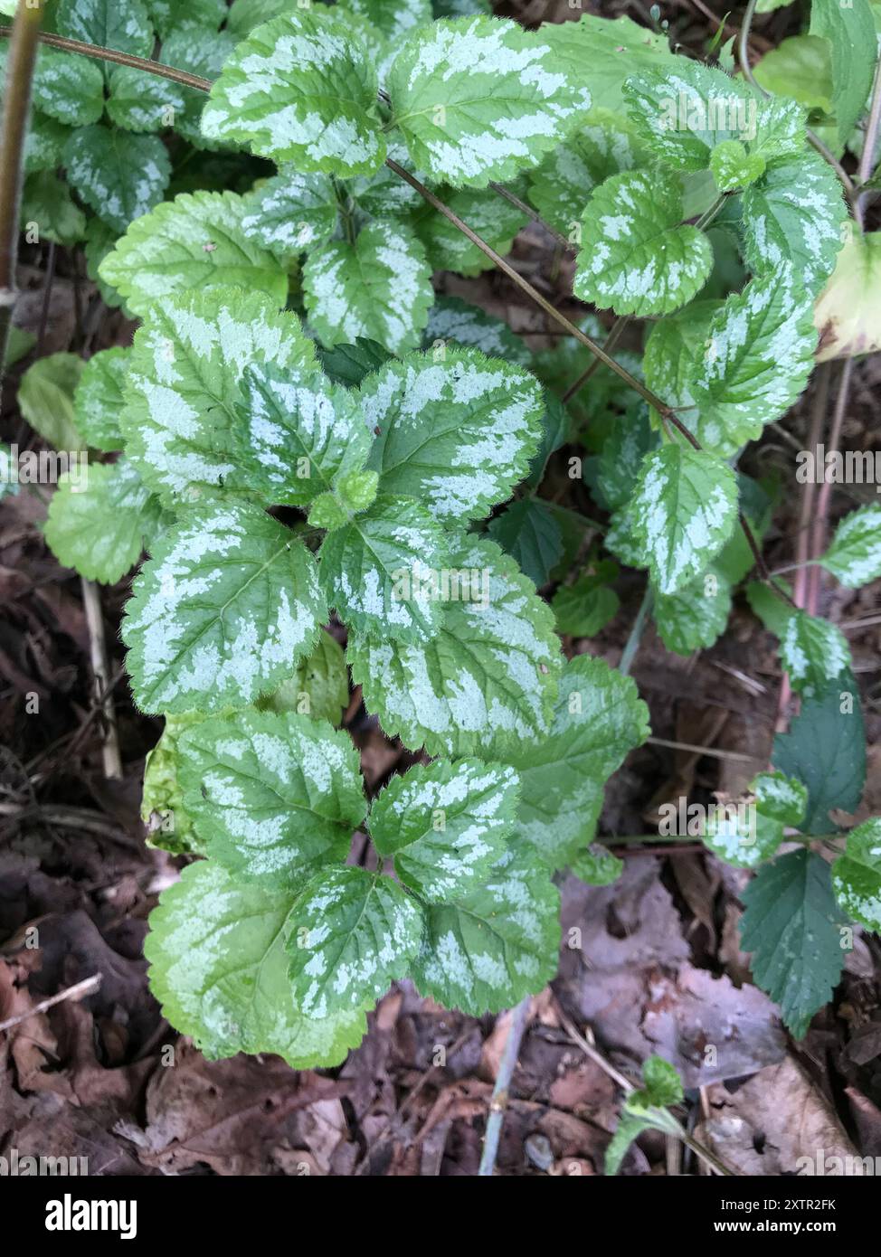 Variegated Yellow Archangel (Lamium galeobdolon argentatum) Plantae ...