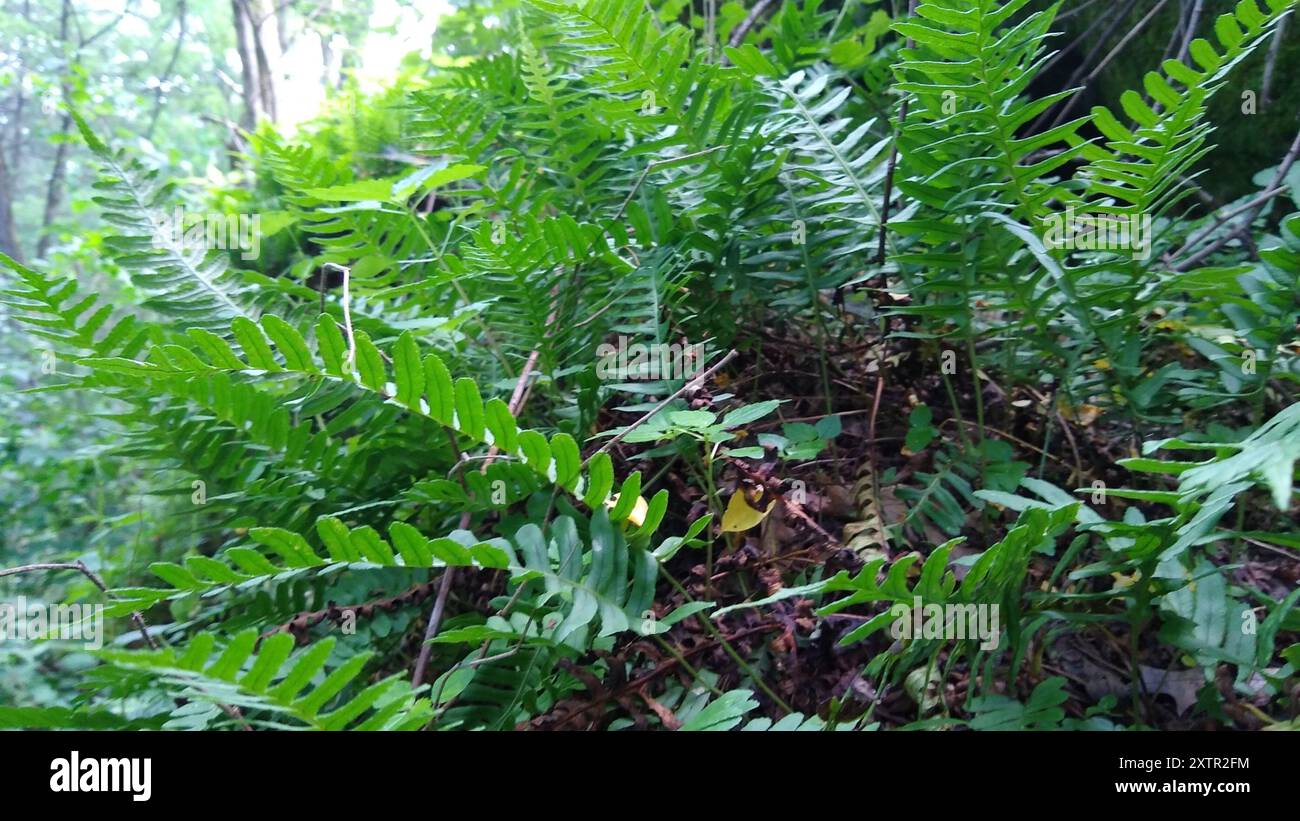 rock polypody (Polypodium virginianum) Plantae Stock Photo - Alamy
