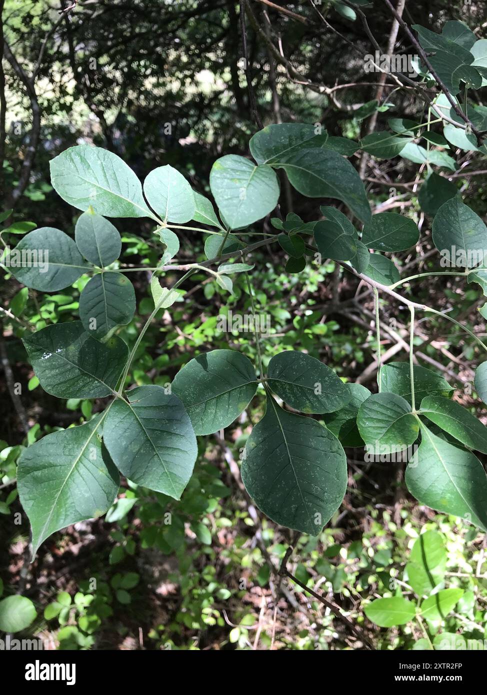 common hoptree (Ptelea trifoliata) Plantae Stock Photo - Alamy