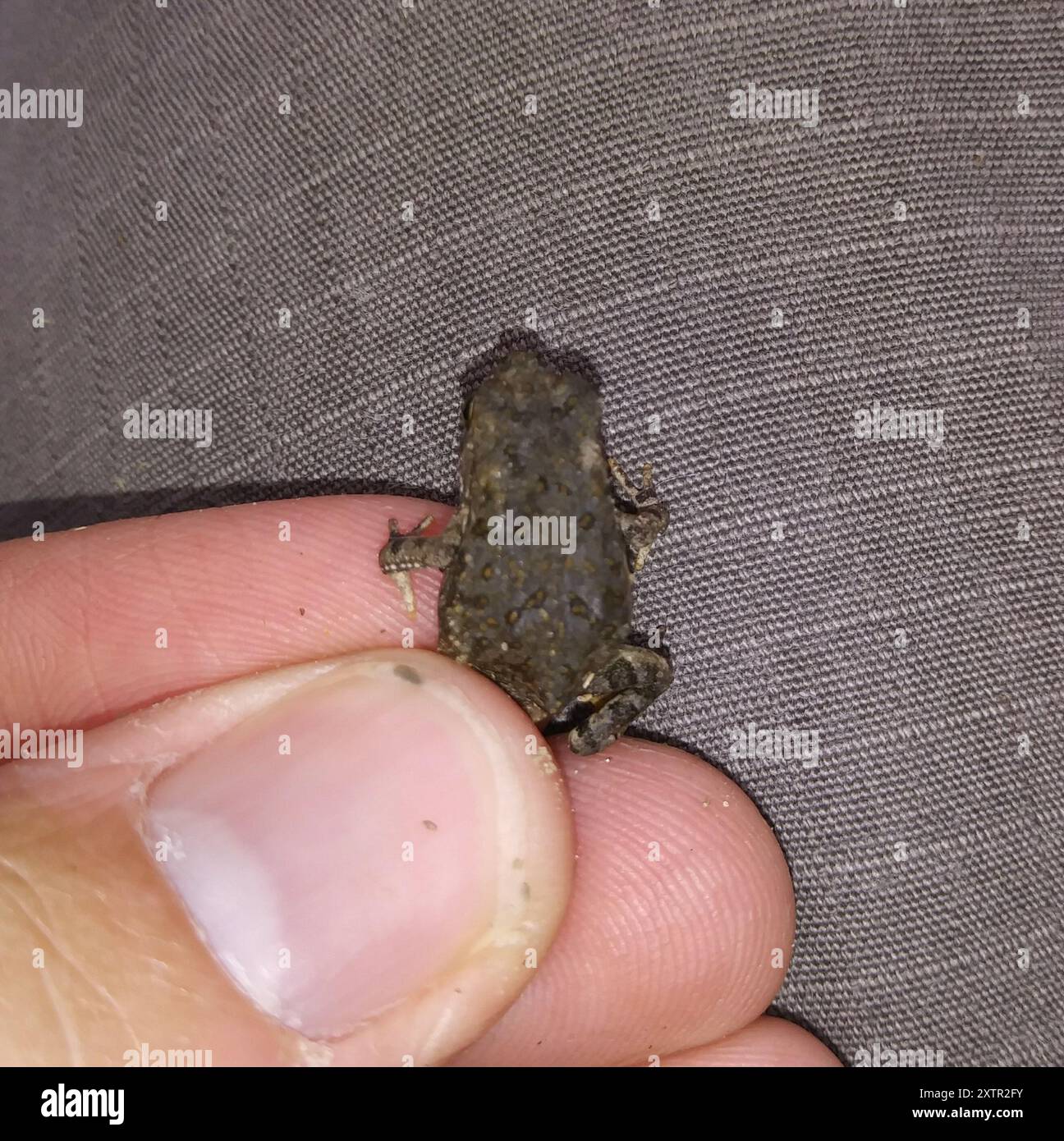 Fowler's Toad (Anaxyrus fowleri) Amphibia Stock Photo - Alamy