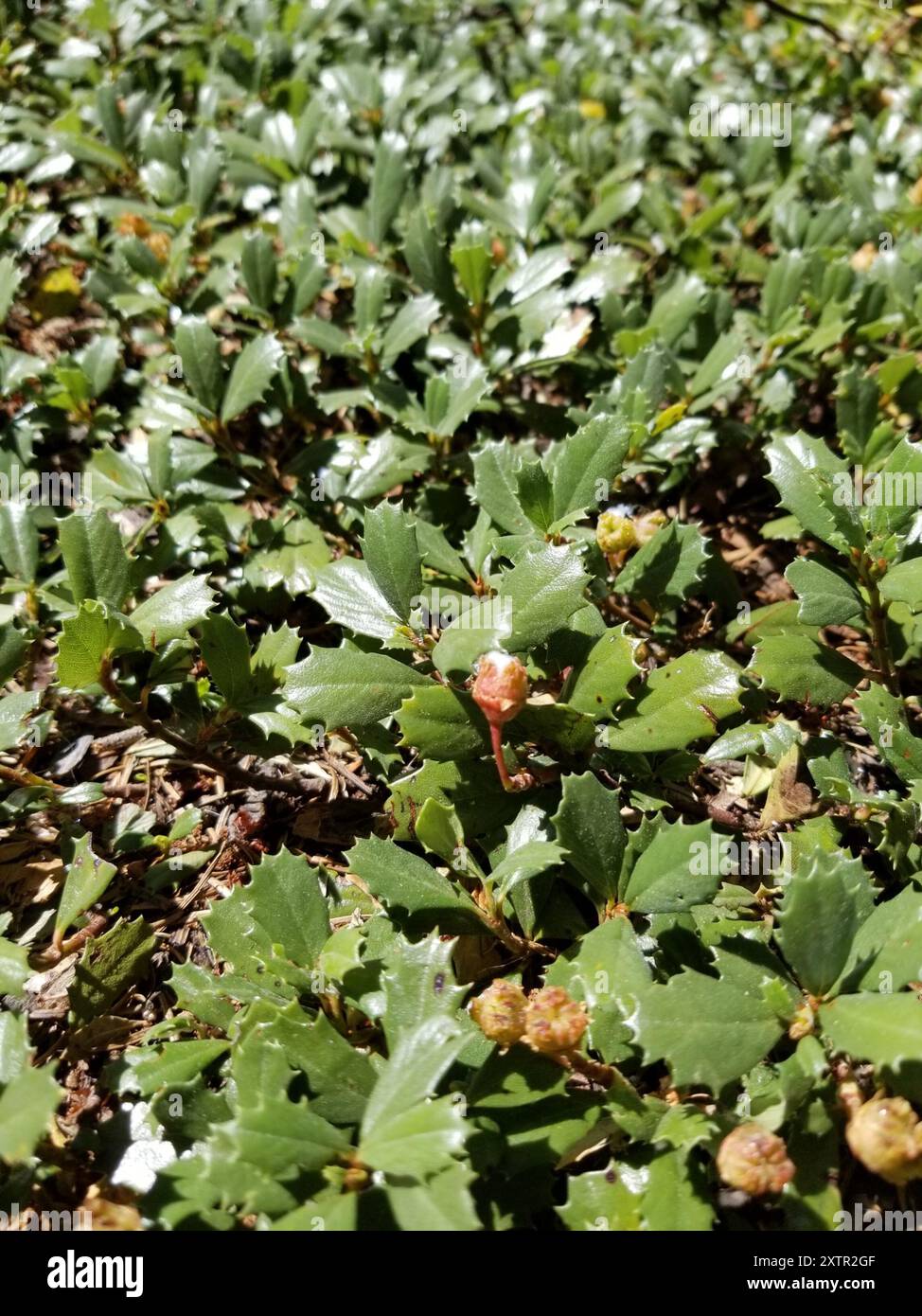 Mahala mat (Ceanothus prostratus) Plantae Stock Photo - Alamy