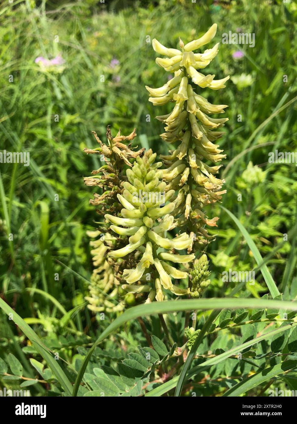 Canadian milkvetch (Astragalus canadensis) Plantae Stock Photo - Alamy