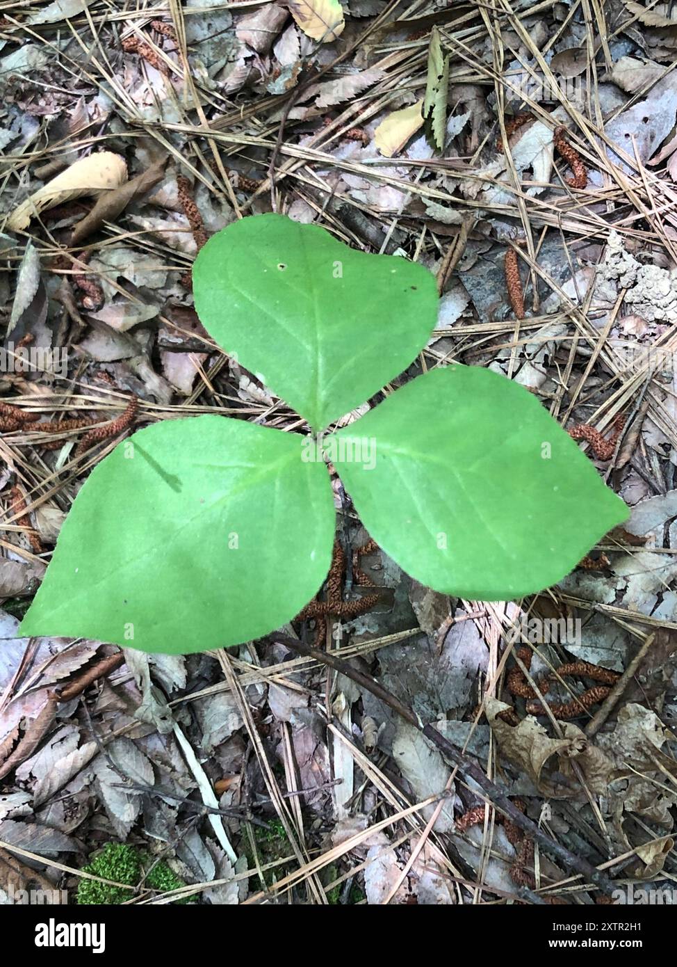 plants (Plantae) Plantae Stock Photo - Alamy
