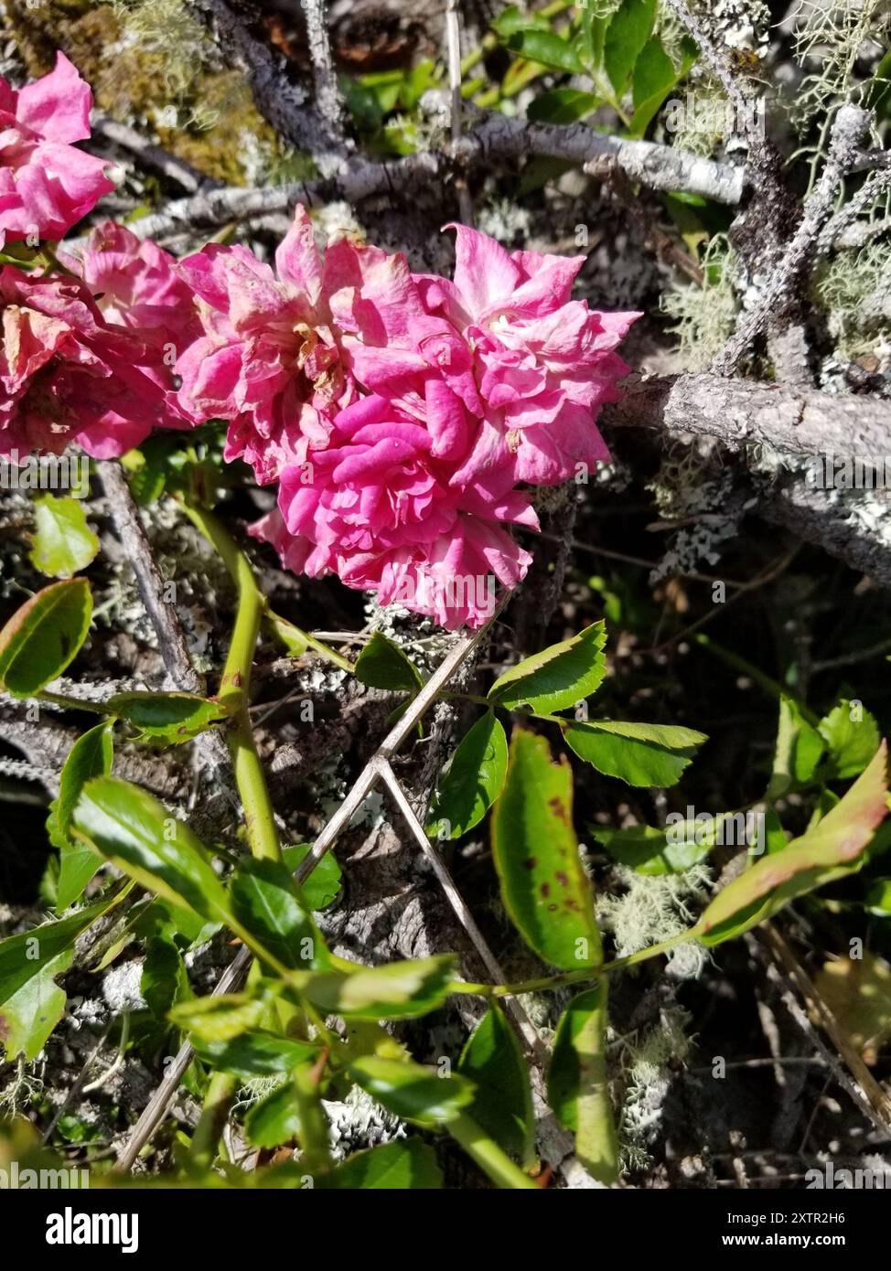 multiflora rose (Rosa multiflora) Plantae Stock Photo - Alamy