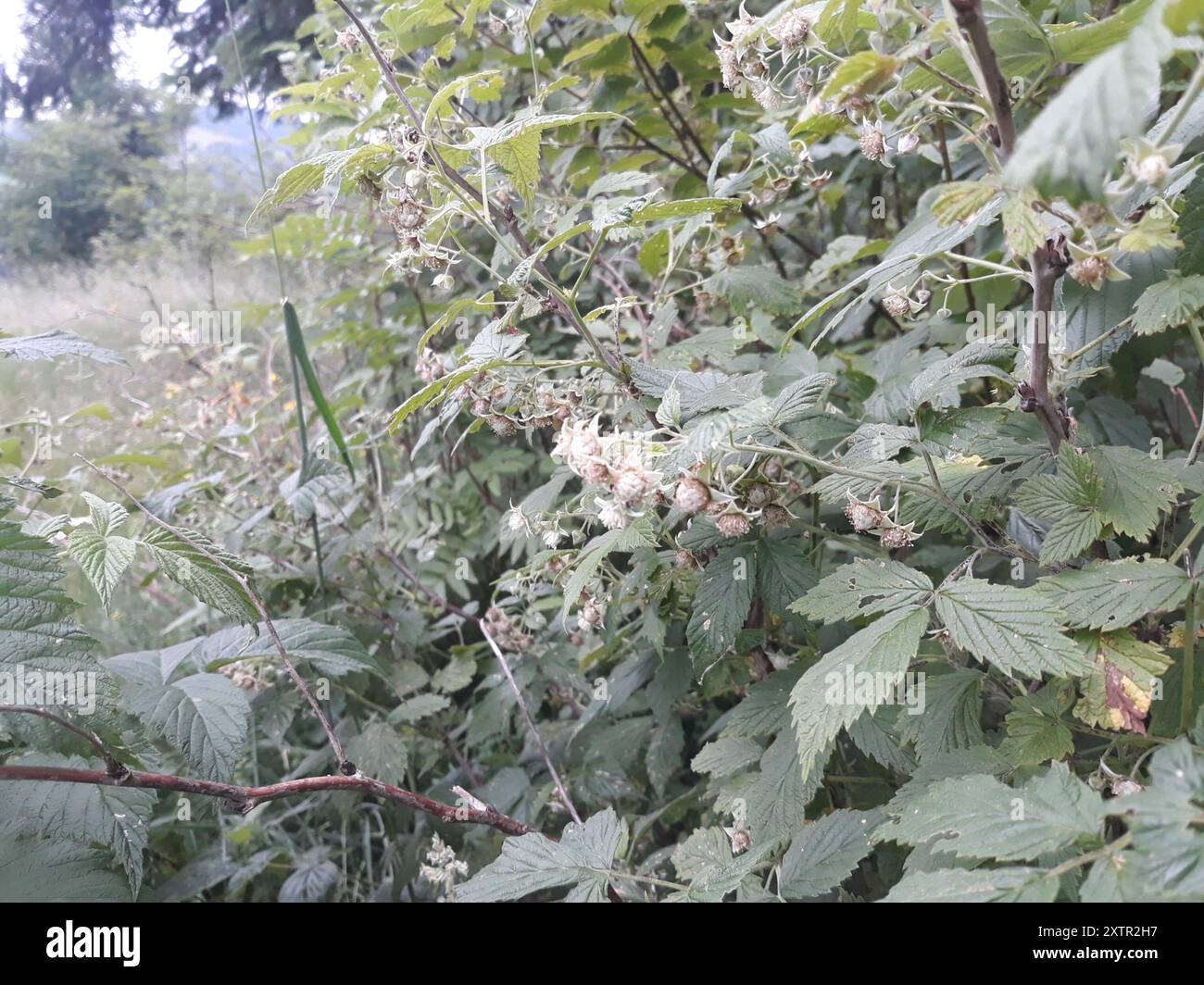 red raspberry (Rubus idaeus) Plantae Stock Photo - Alamy