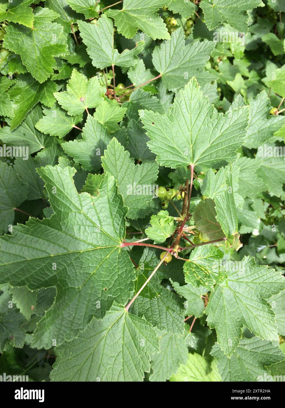 Red Currant (Ribes rubrum) Plantae Stock Photo - Alamy