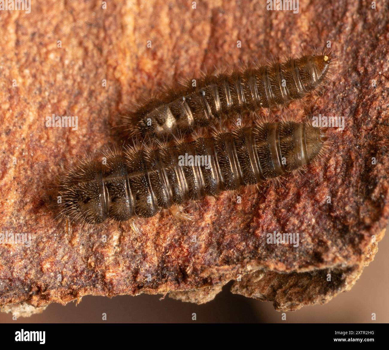 Long-jointed Beetles (Lagriinae) Insecta Stock Photo - Alamy
